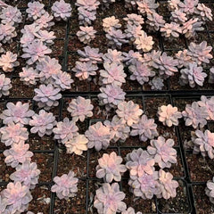90mm Graptopetalum Superbum Variegated Single, Rare and Live Succulent ...